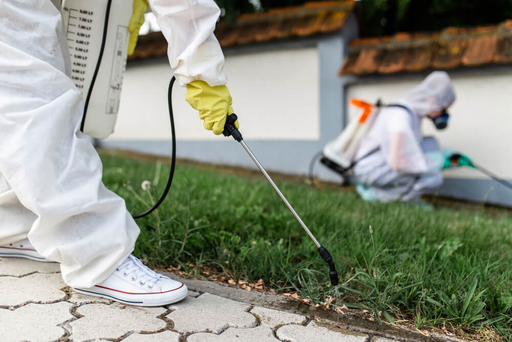 What Do You Do If You Have Termites In Your Yard Security Termite And Pest Control